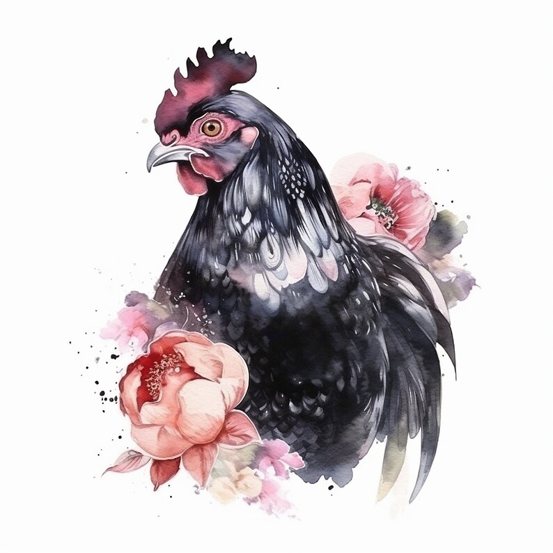 Black Rose Comb Chicken Water Color Painting | 12 High Quality JPG ...