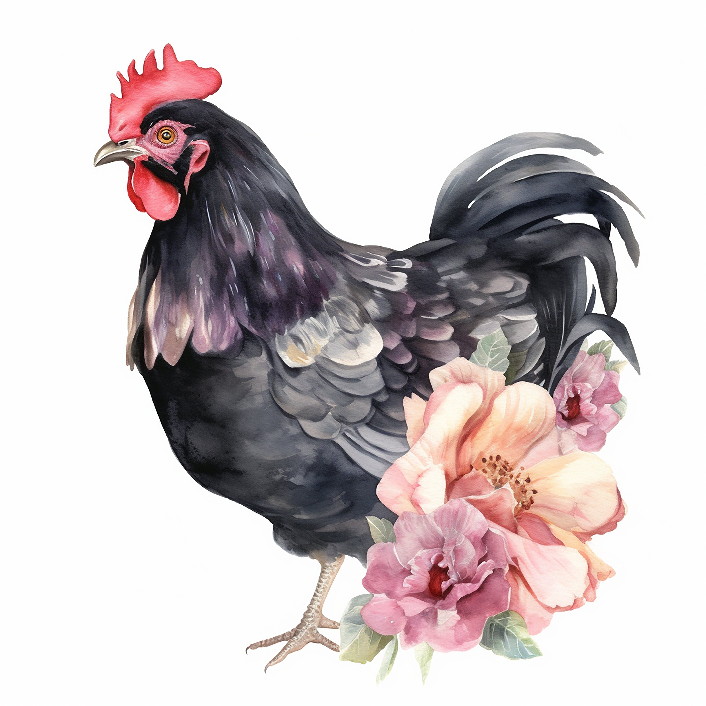 Black Rose Comb Chicken Water Color Painting | 12 High Quality JPG ...