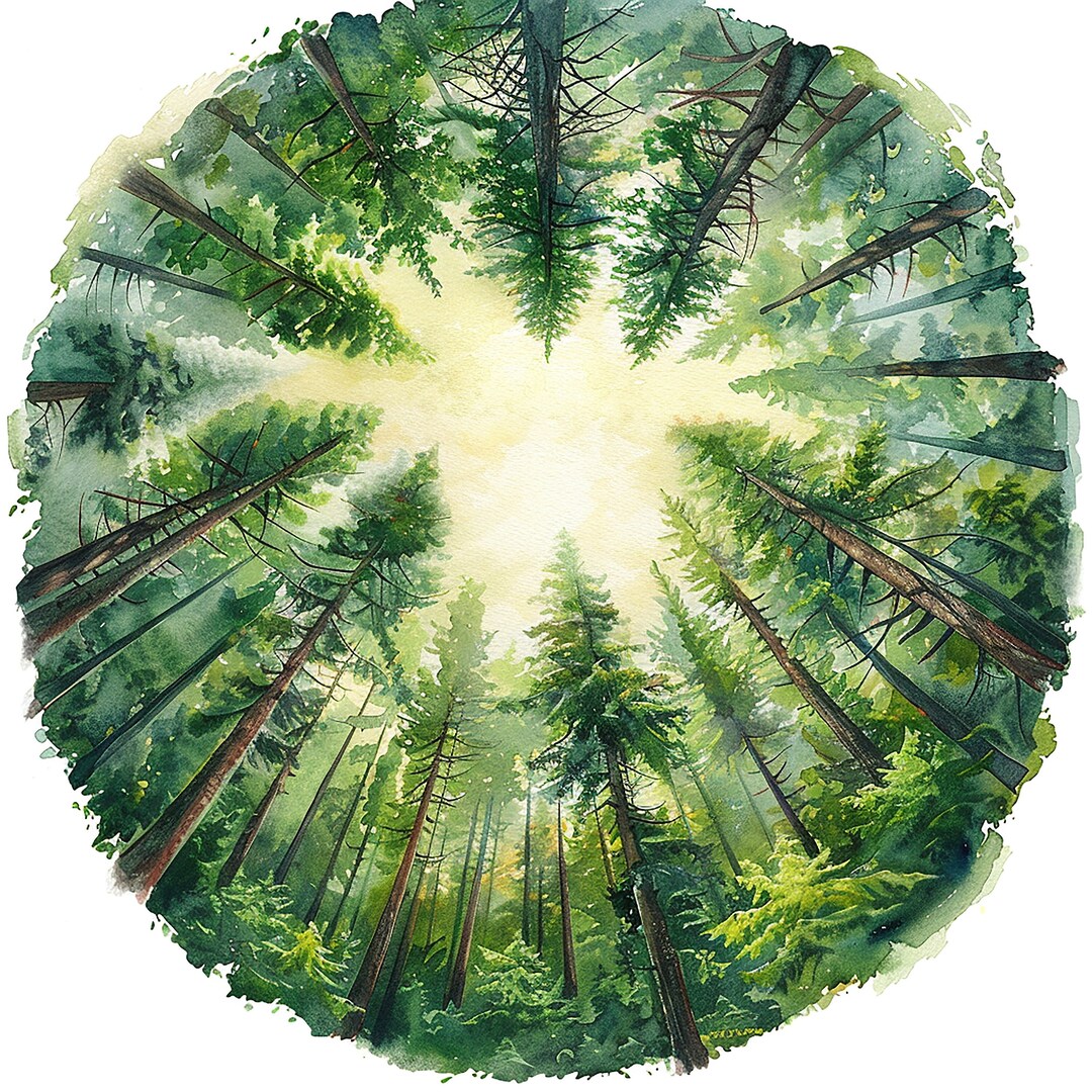 Fir Tree | Water Color Painting | 15 High Quality JPG Clipart Pack ...