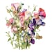 Sweet Pea Bouquet Water Color Painting 12 High Quality JPG Clipart Pack ...