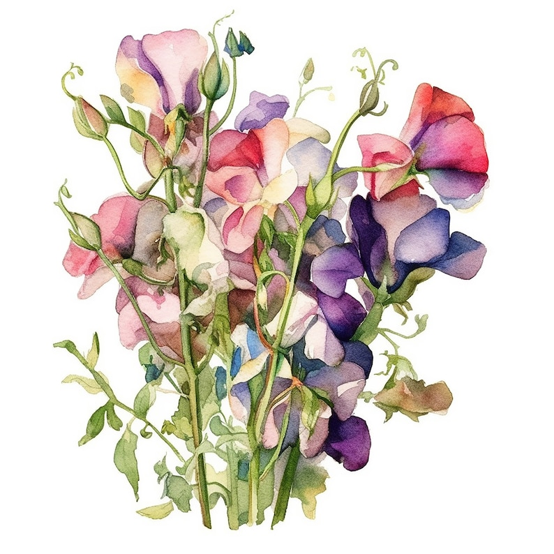 Sweet Pea Bouquet Water Color Painting | 12 High Quality JPG Clipart ...