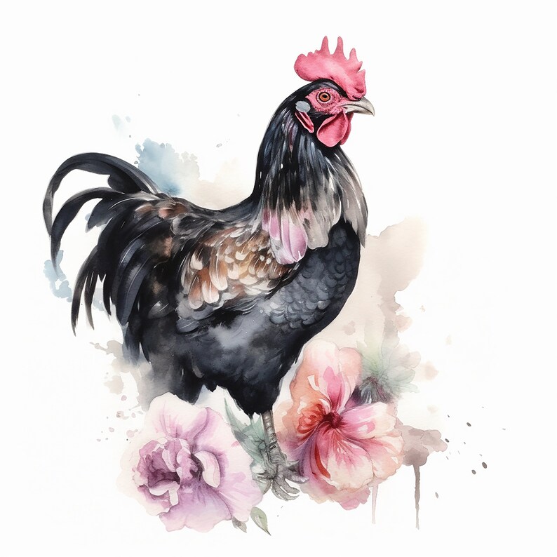 Black Rose Comb Chicken Water Color Painting | 12 High Quality JPG ...
