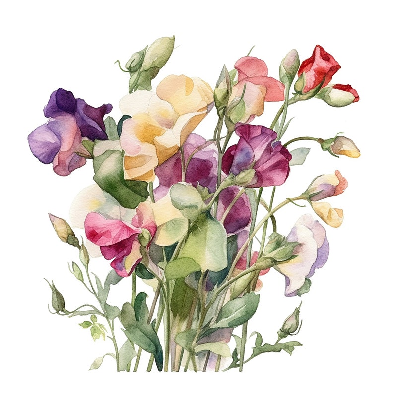 Sweet Pea Bouquet Water Color Painting | 12 High Quality JPG Clipart ...
