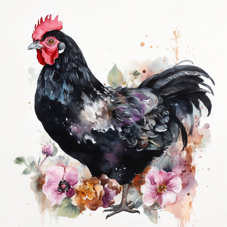 Black Rose Comb Chicken Water Color Painting | 12 High Quality JPG ...