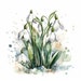 Snowdrop Bouquet Water Color Painting | 12 High Quality JPG Clipart ...