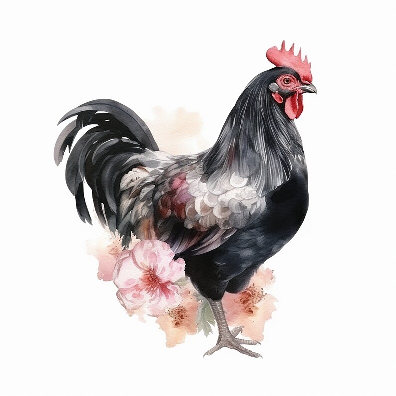 Black Rose Comb Chicken Water Color Painting | 12 High Quality JPG ...