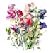 Sweet Pea Bouquet Water Color Painting 12 High Quality JPG Clipart Pack ...