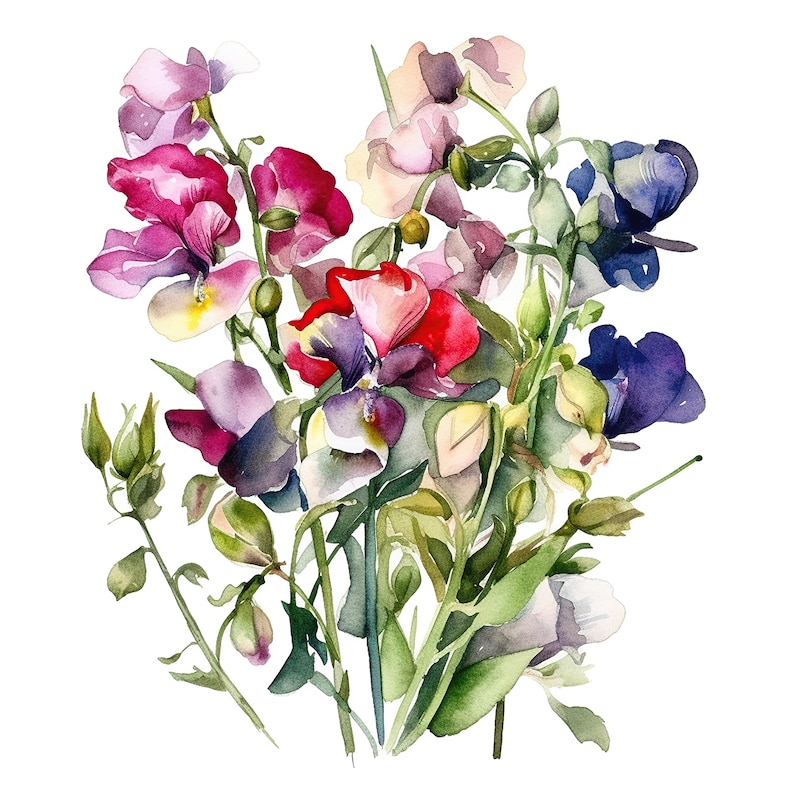 Sweet Pea Bouquet Water Color Painting | 12 High Quality JPG Clipart ...