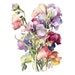 Sweet Pea Bouquet Water Color Painting 12 High Quality JPG Clipart Pack ...