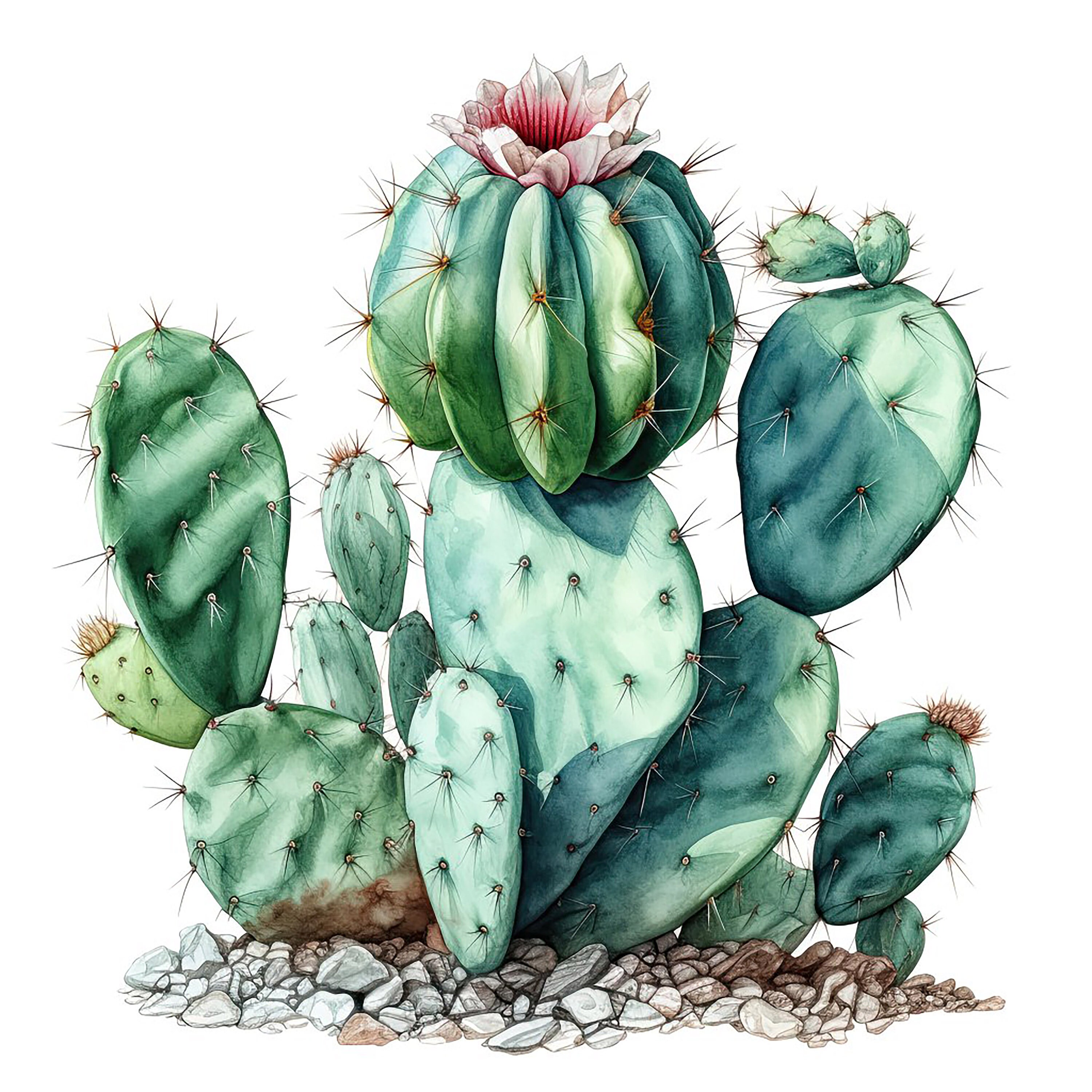 Cactus Water Color Painting | 12 High Quality JPG Clipart Pack ...