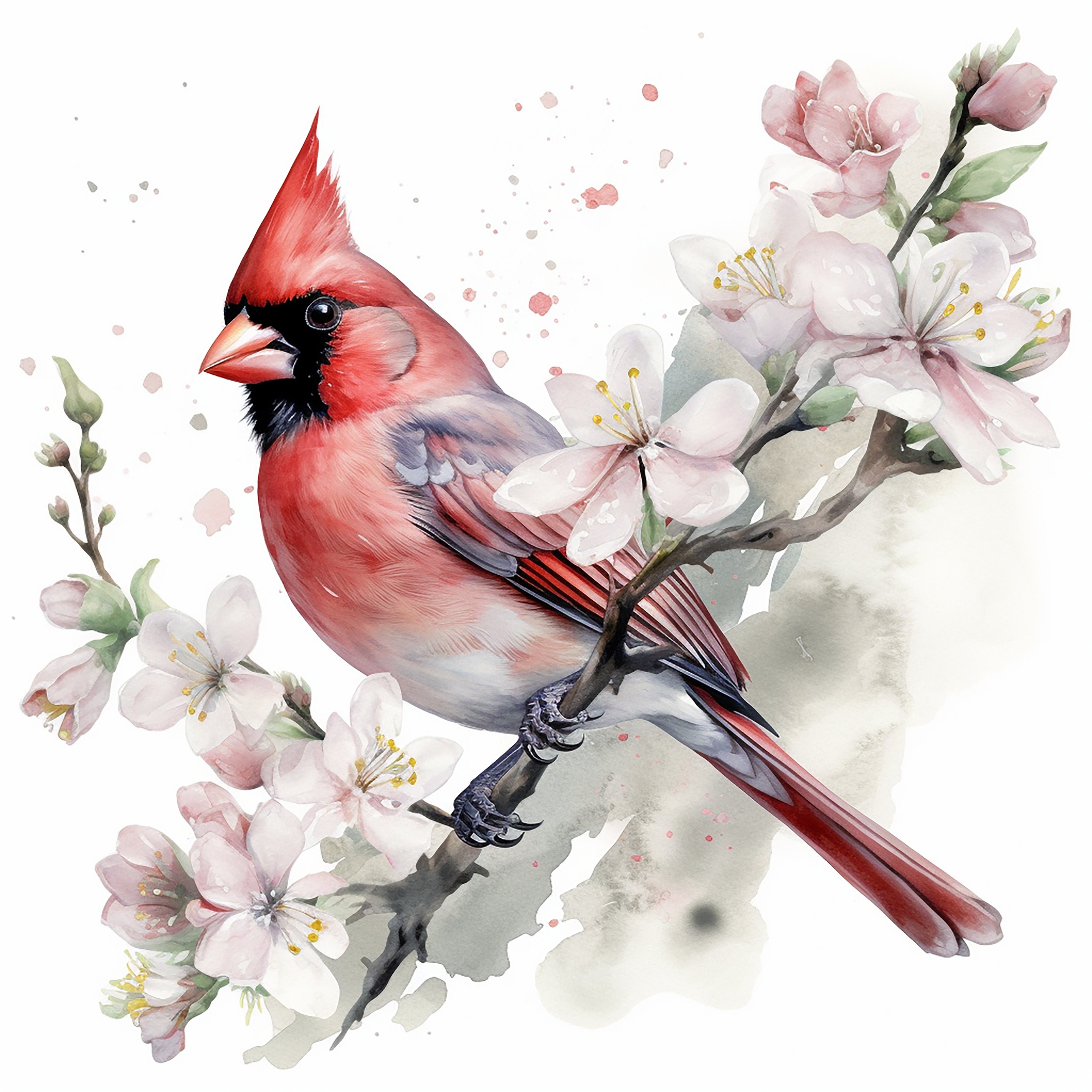 Cardinal and Cherry Blossoms Water Color Painting | 12 High Quality JPG ...
