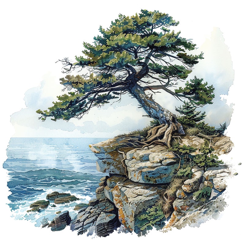Cedar Tree Water Color Painting | 16 High Quality JPG Clipart Pack ...