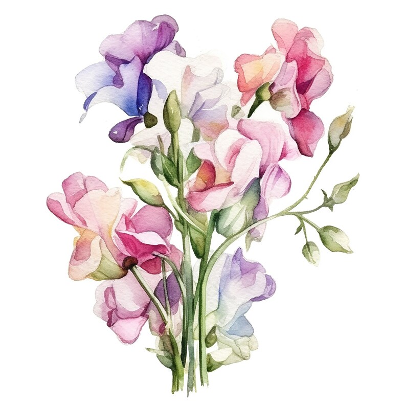 Sweet Pea Bouquet Water Color Painting | 12 High Quality JPG Clipart ...