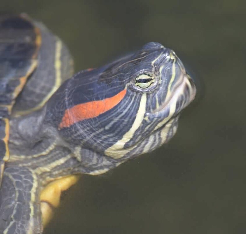 Painted Turtle - Etsy