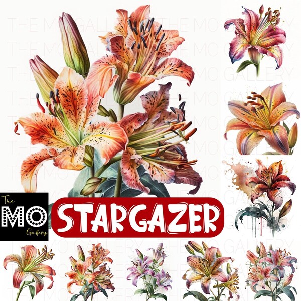 Stargazer Lily - Etsy