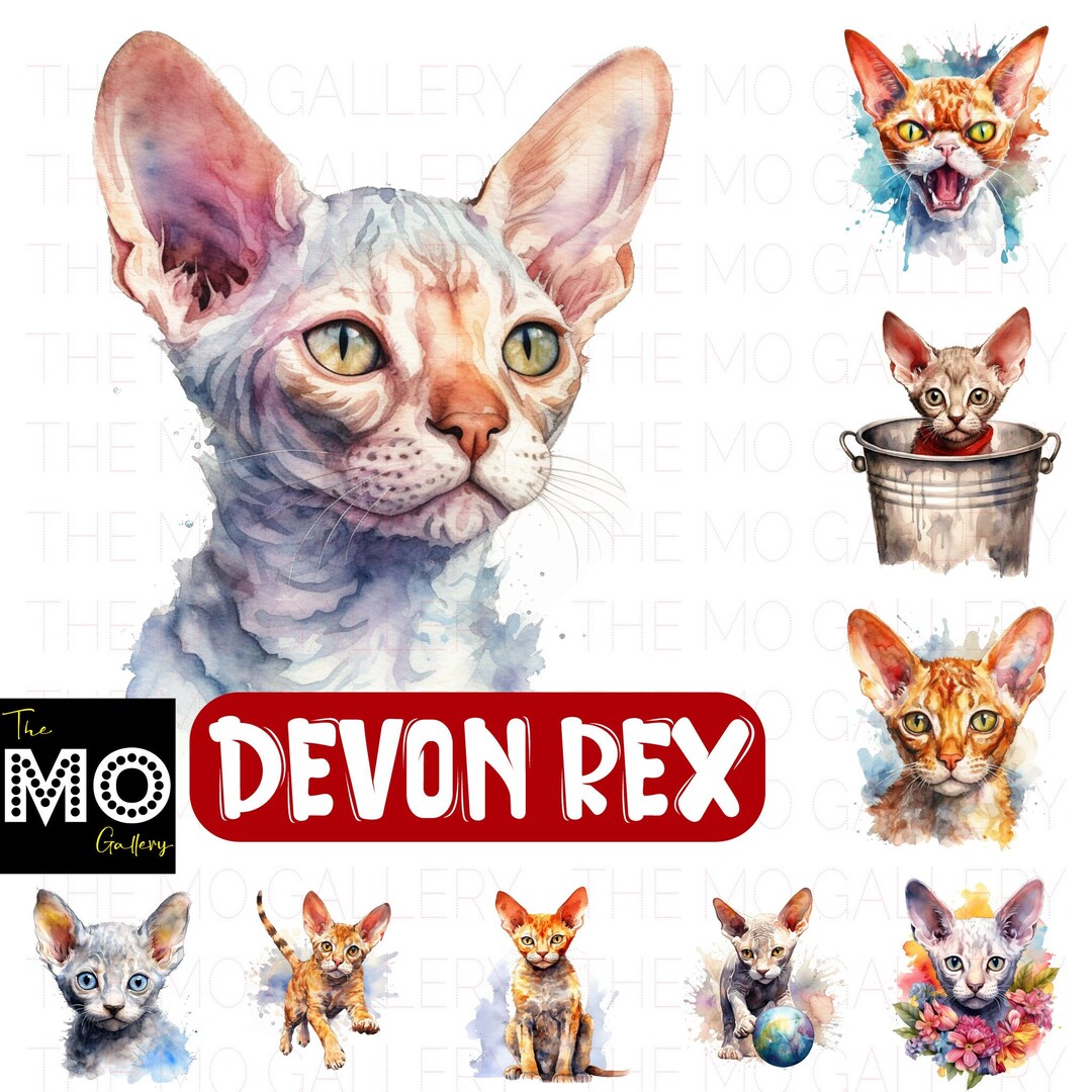 40 Devon Rex Cat Watercolor Portraits Instant Download PNG JPG Files ...