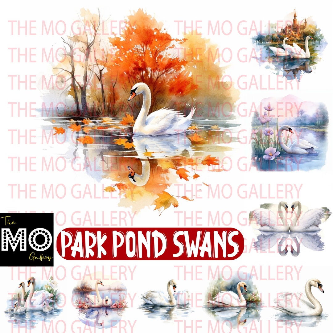 25 Swan in A Park Pond Portraits Instant Download PNG JPG - Etsy