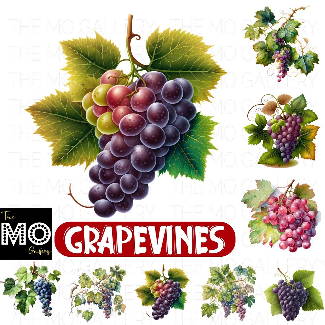 25 Grapevine Watercolor Portraits Instant Download PNG JPG - Etsy