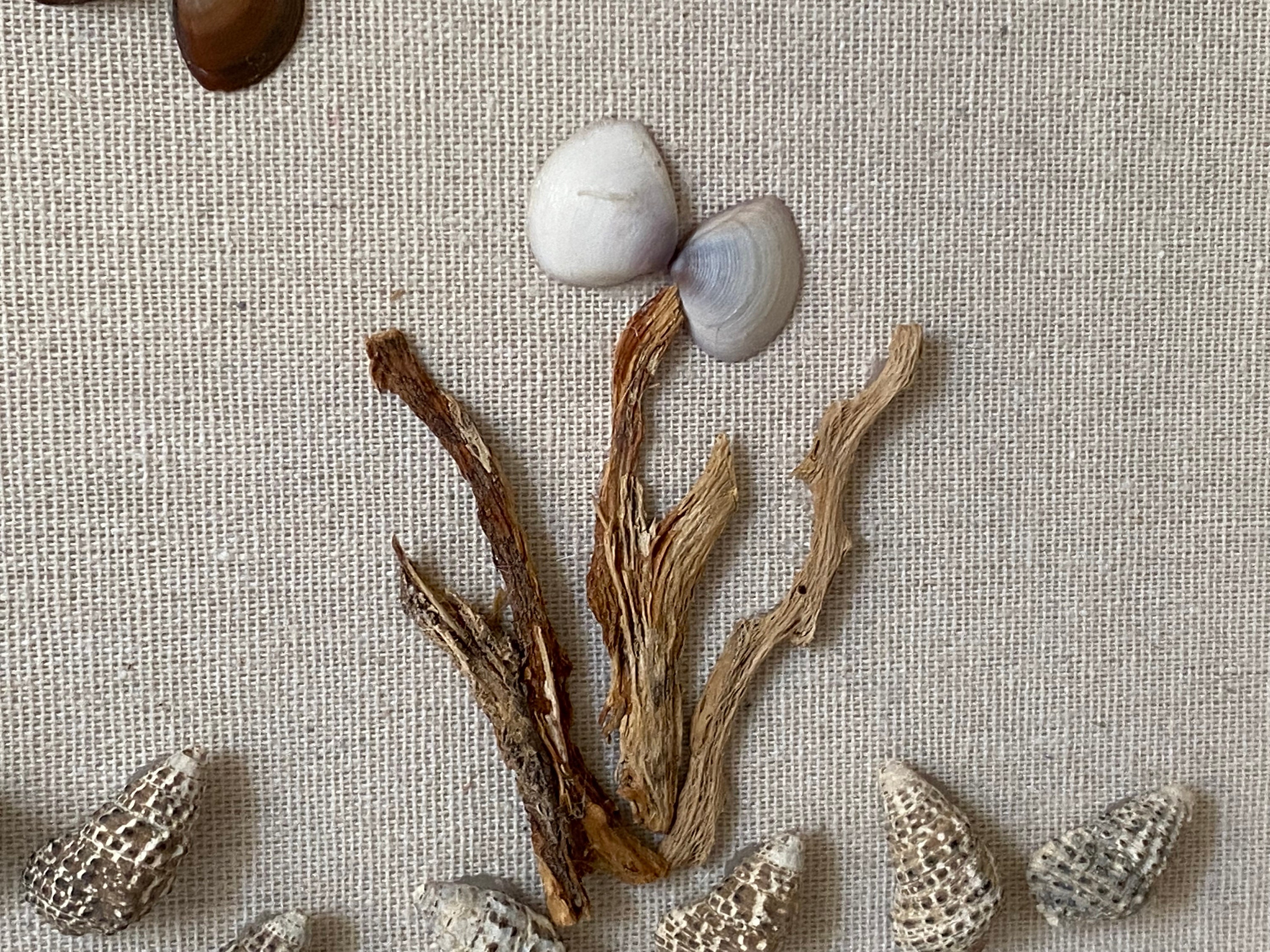 Seashell Shadowbox, Cat With Butterflies, Seashell and Beach Shadow Box ...