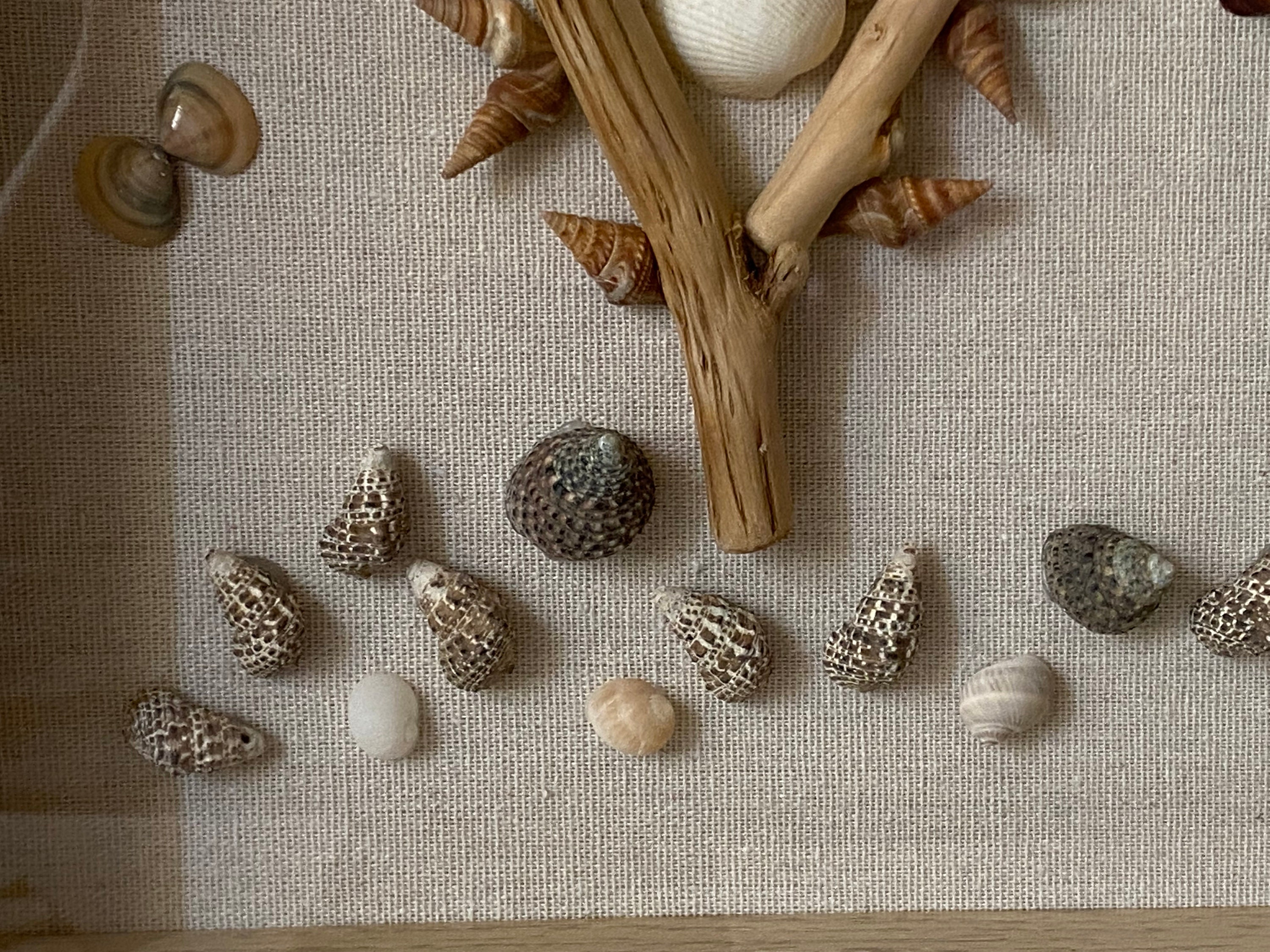 Seashell Shadowbox, Cat With Butterflies, Seashell and Beach Shadow Box ...