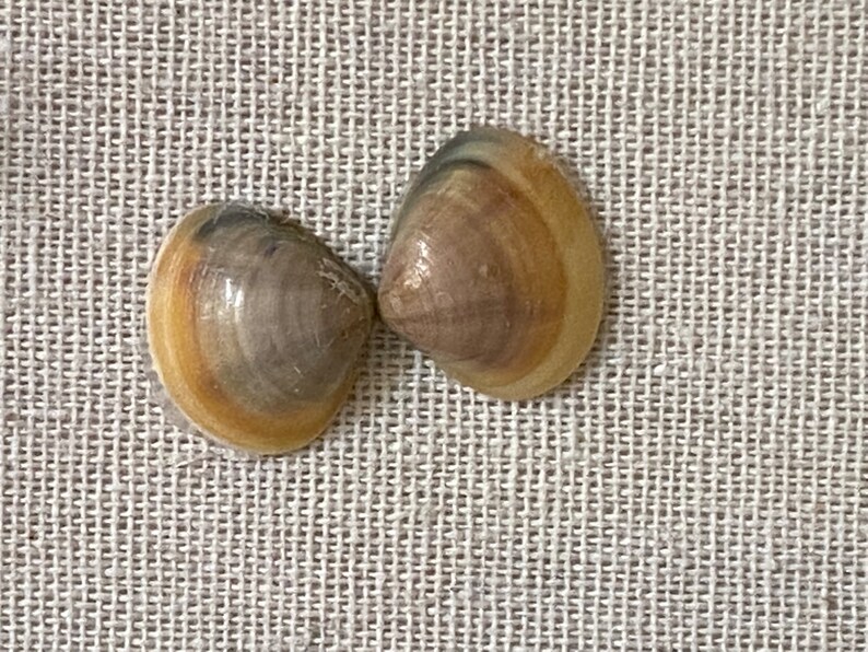 Seashell Shadowbox Cat With Butterflies Seashell and Beach - Etsy