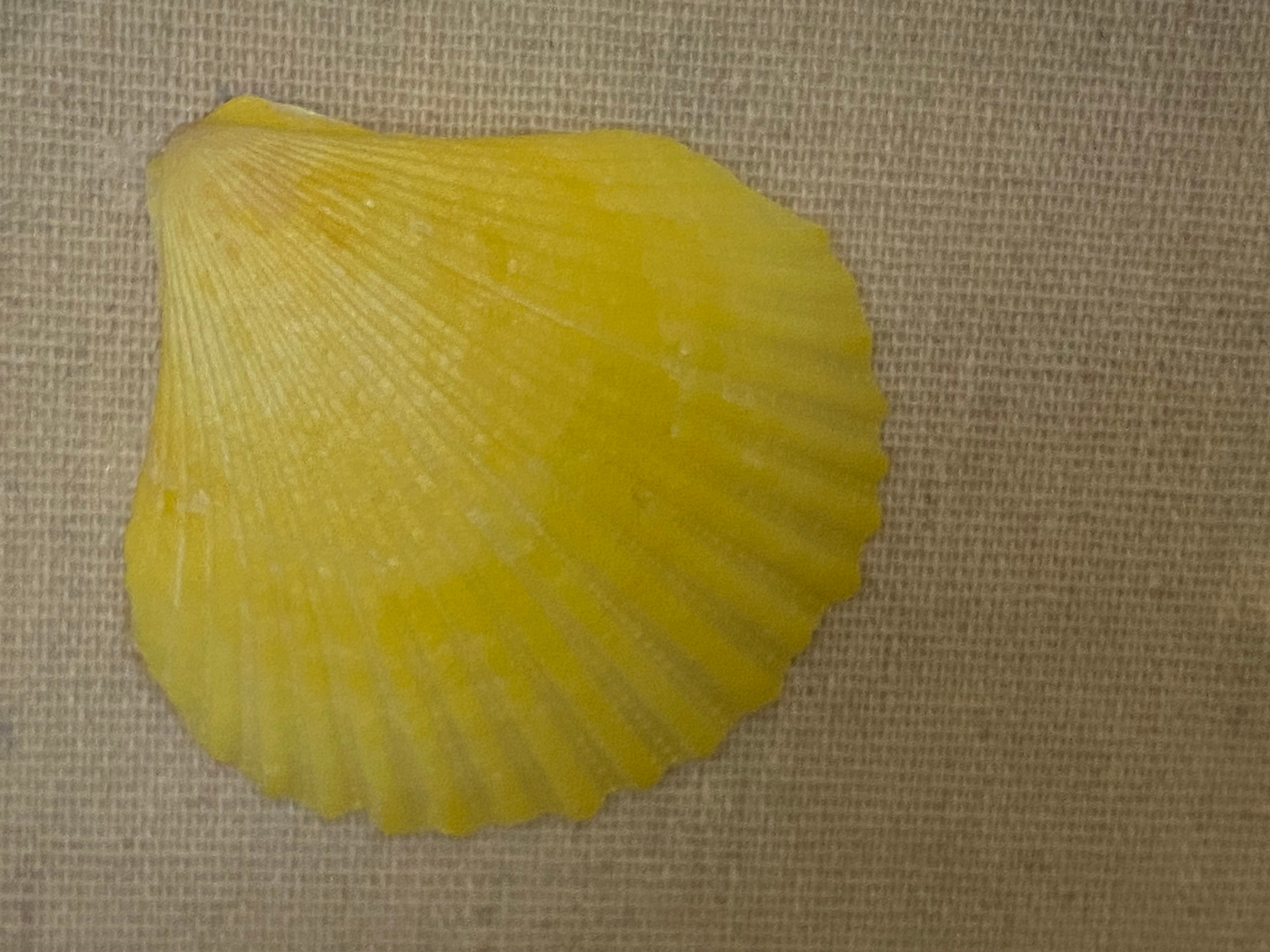 Shell People, Mother and Daughter on the Beach, Seashells Girls ...