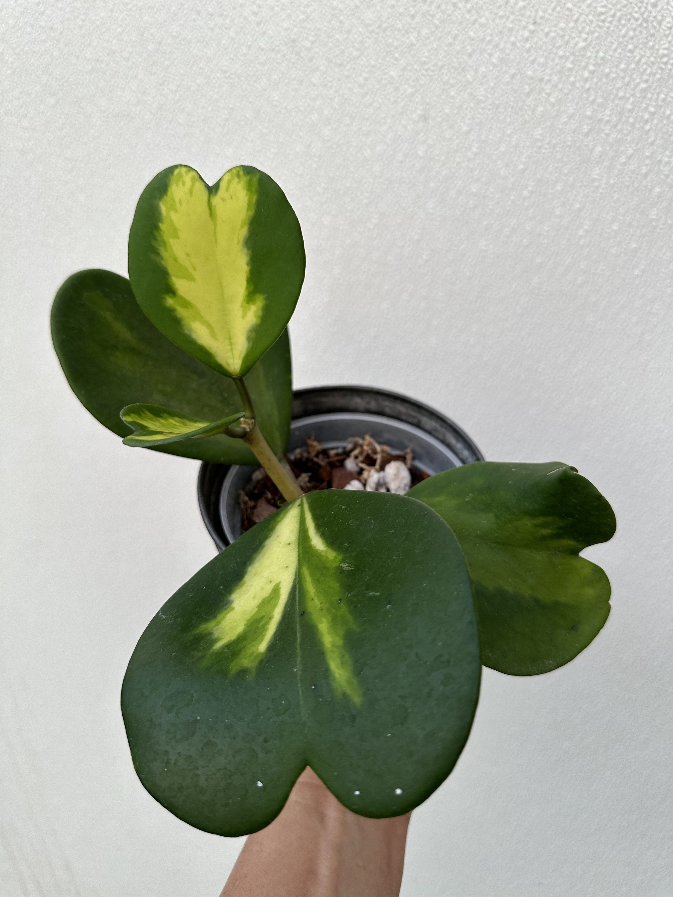 Hoya Kerry Inner Variegated - Etsy