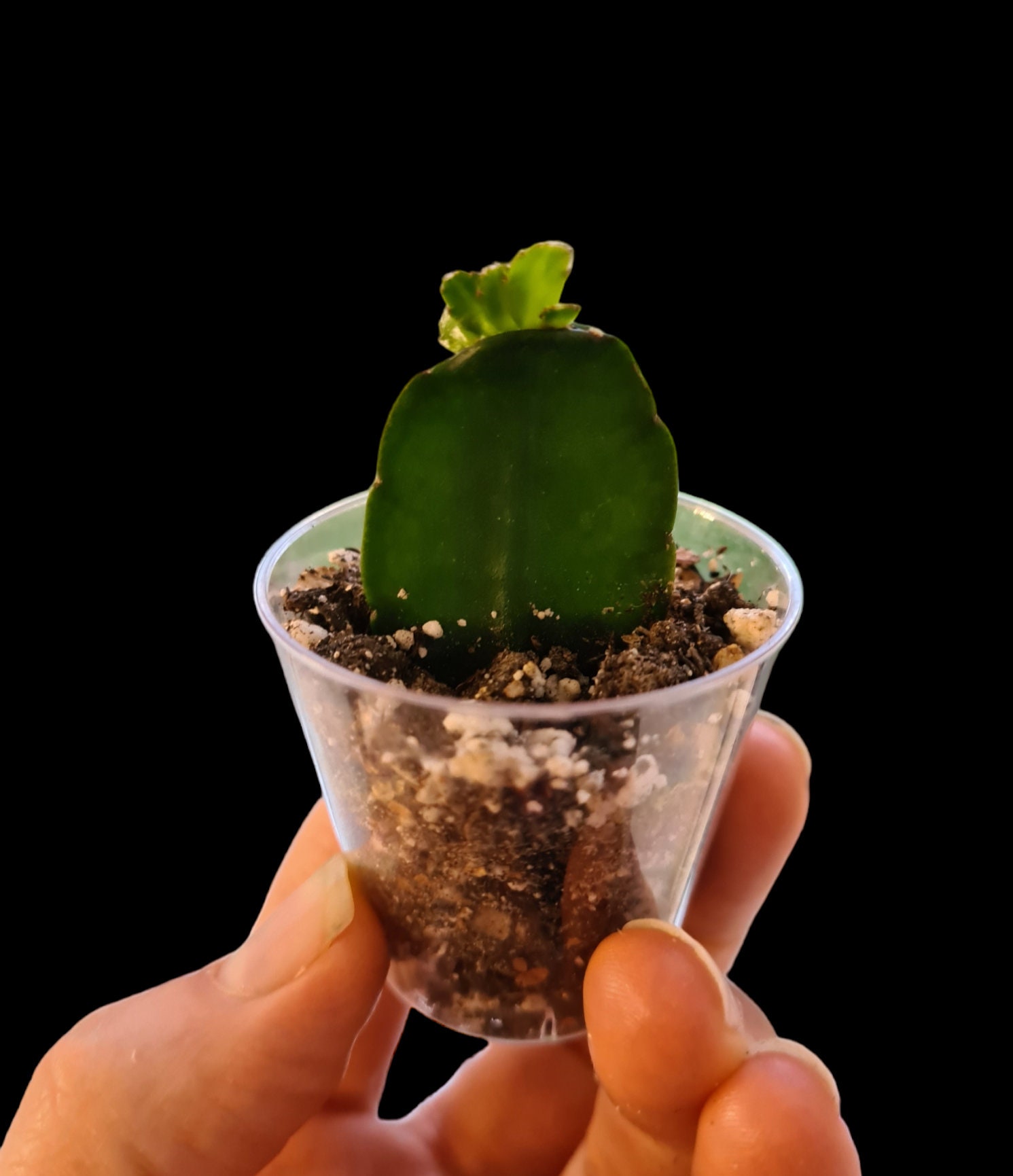Rooted Leaf Cutting Plug of Fuchsia Pink/pink/orange/white-easter ...