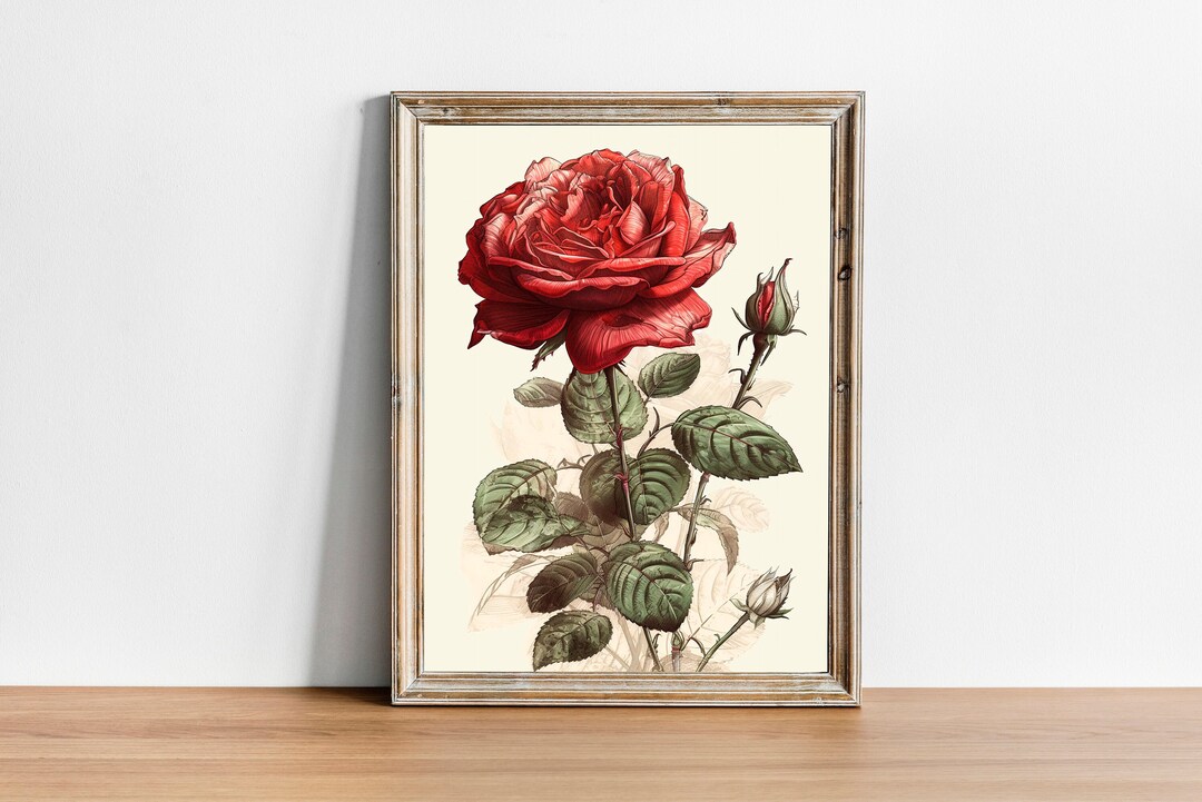 Red Rose Art Print, Realistic Flower Drawing, Colorful Botanical Wall ...