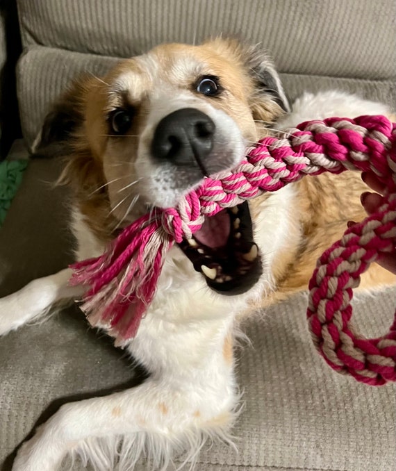 Braided dog toy store