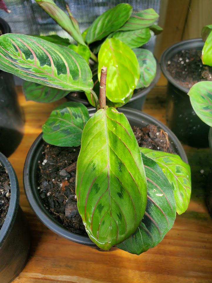 Maranta Red Prayer Plant - Etsy