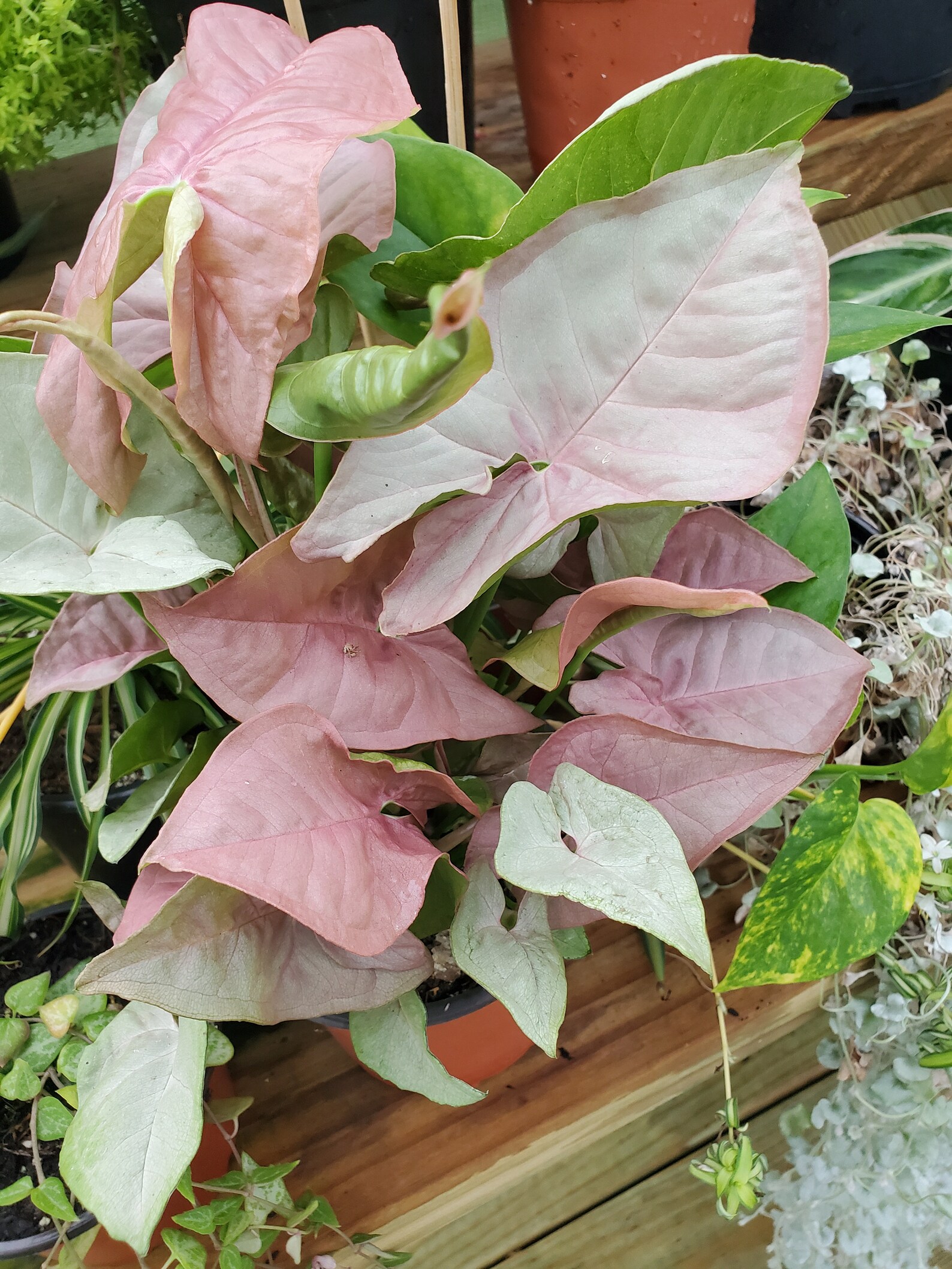 Pink Arrowhead Syngonium - Etsy