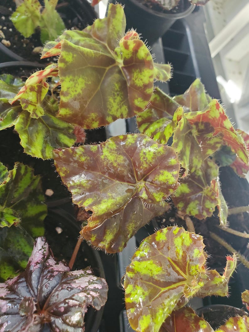 Begonia Rex fireworks - Etsy