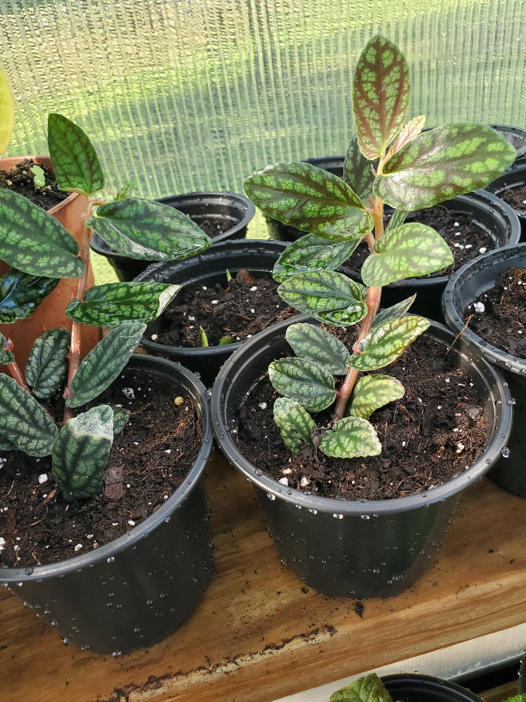 Polynesian Ivy - Etsy