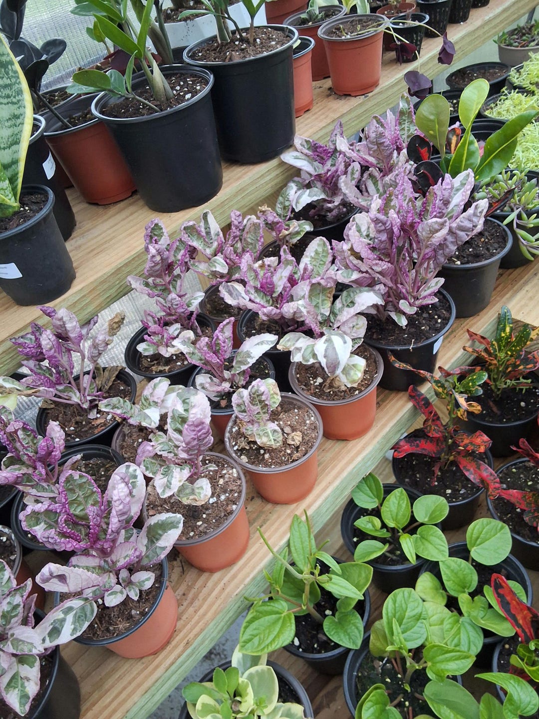 Snow White Waffle Plant - Etsy