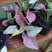 Pink Arrowhead Syngonium - Etsy