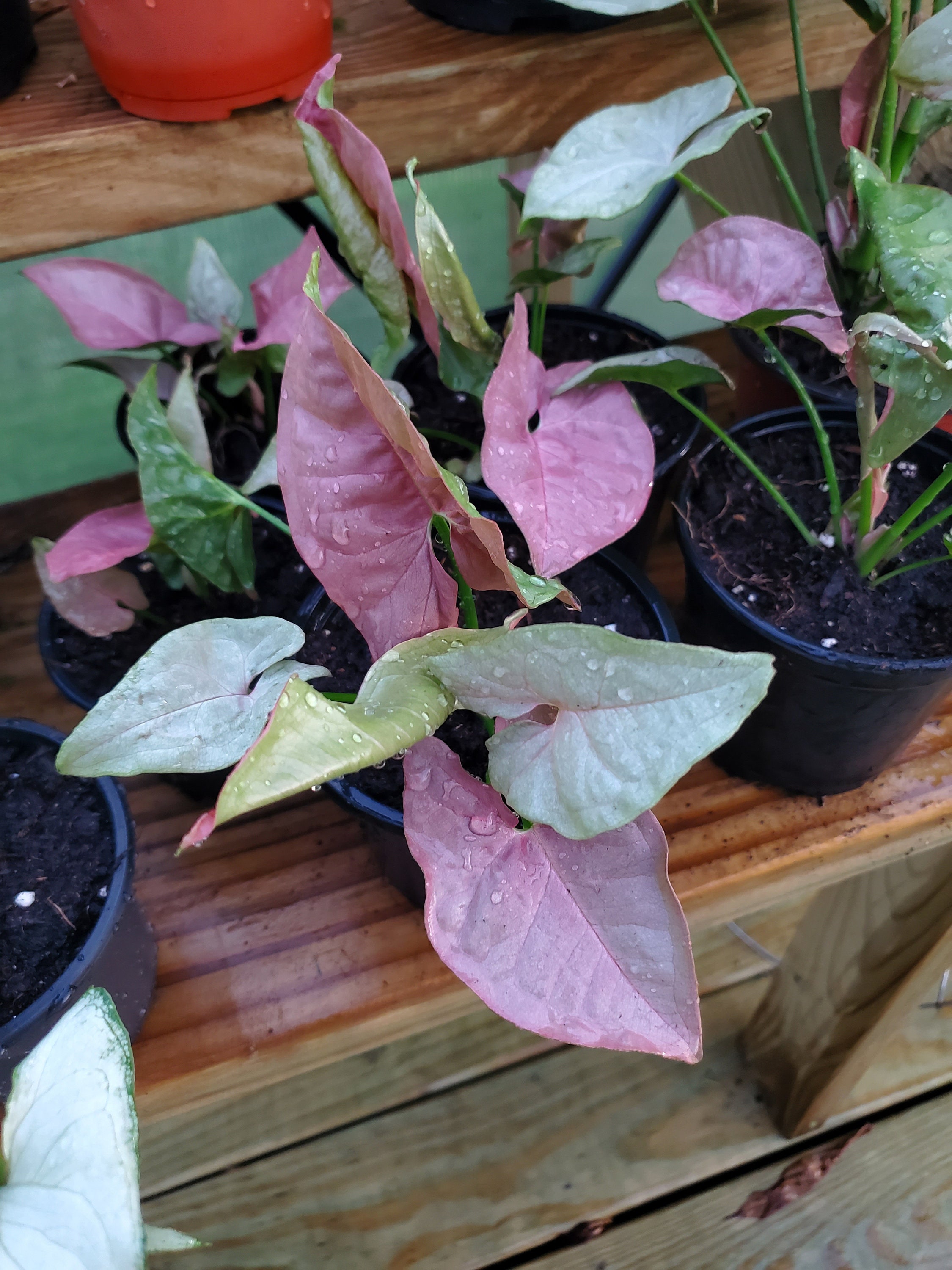 Pink Arrowhead Syngonium - Etsy