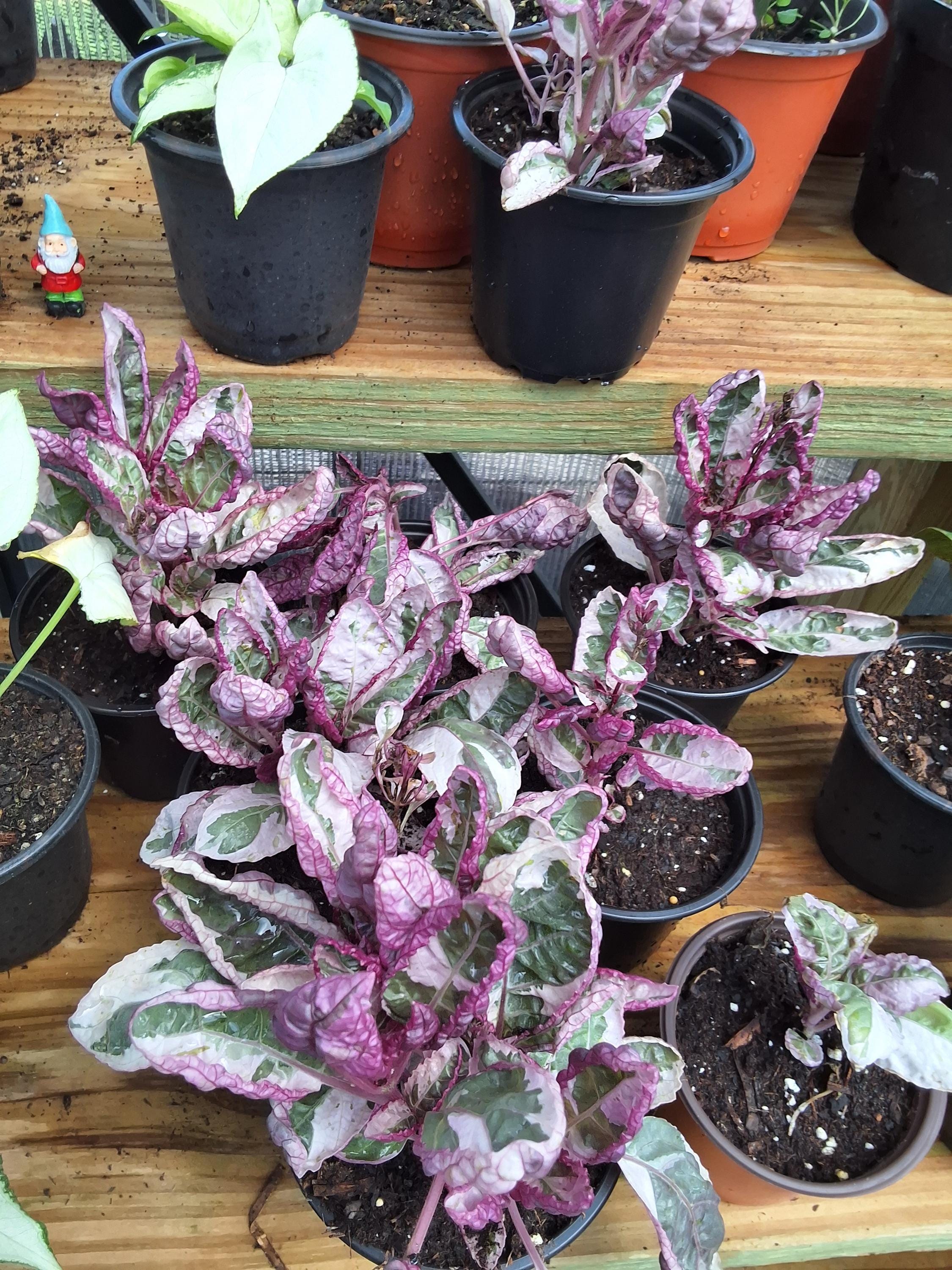 Snow White Waffle Plant - Etsy