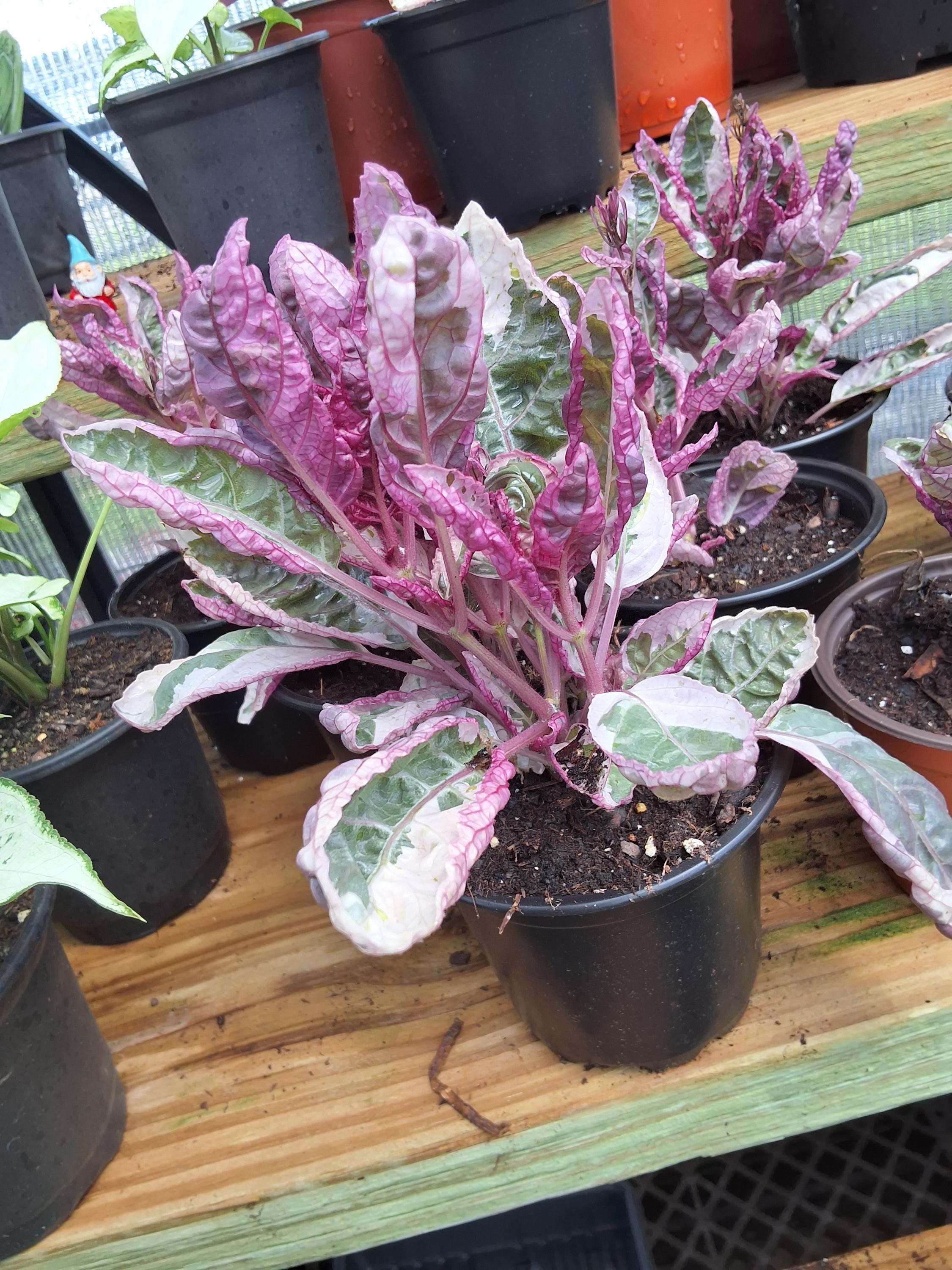 Snow White Waffle Plant - Etsy