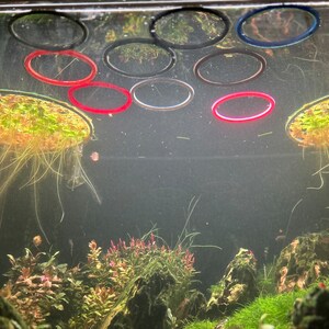 50-225mm Aquarium Floating Plant Rings Aquascaping Frogbit (ANY COLOUR ...