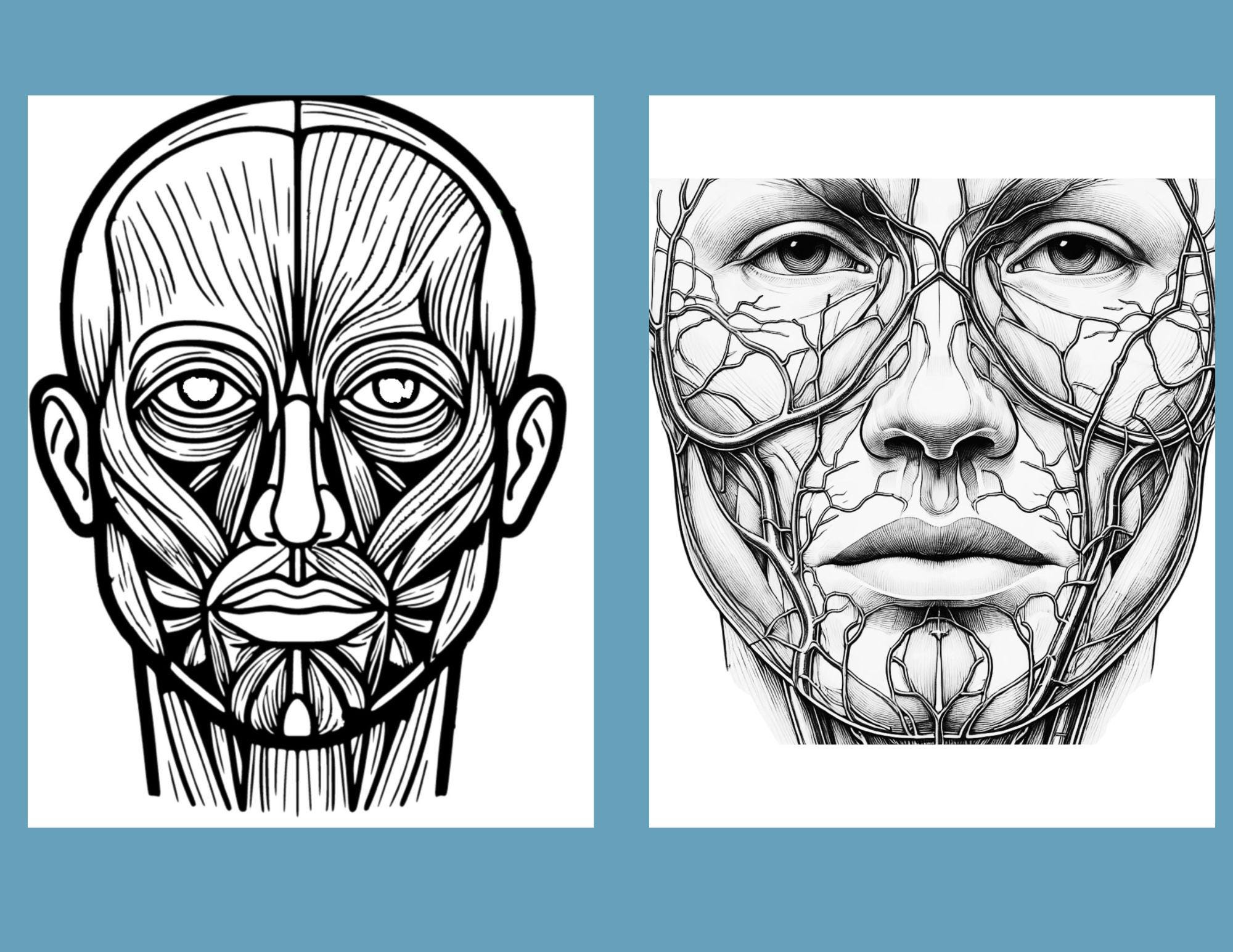 Human Anatomy Coloring Pages-facial Muscles and Vessels - Etsy