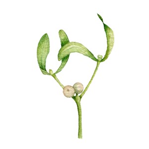 Painting Mistltoe, Unique Watercolor Mistletoes Branch, Kiss Me Art ...