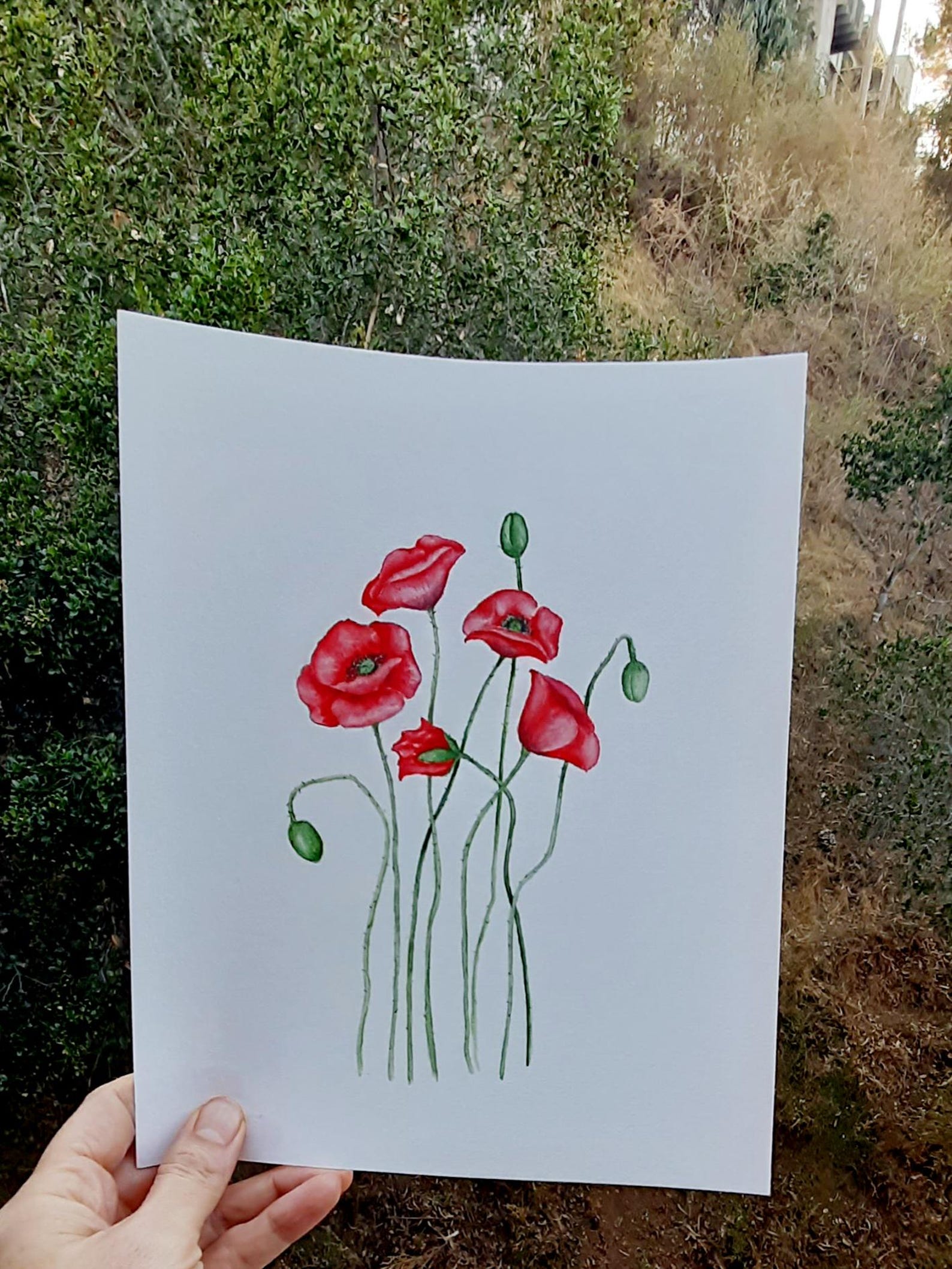 Unique Original Watercolor Painting Red Poppy, Red Flower Wall Art ...