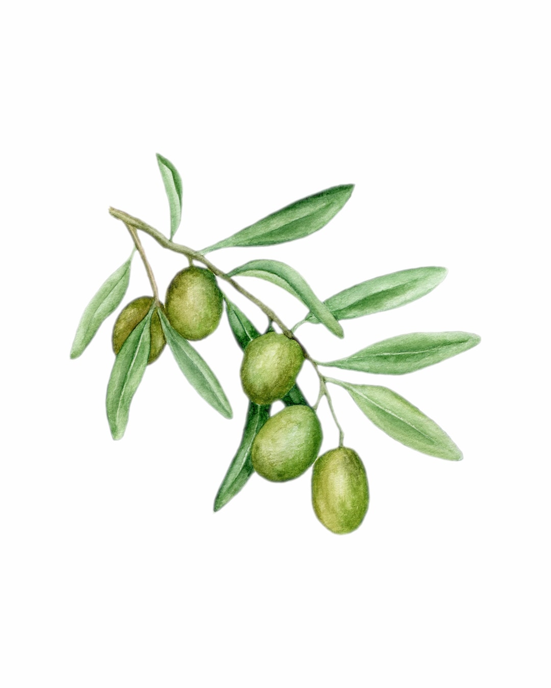Original Watercolor Painting Olive Branch, Green Olive Home Decor ...