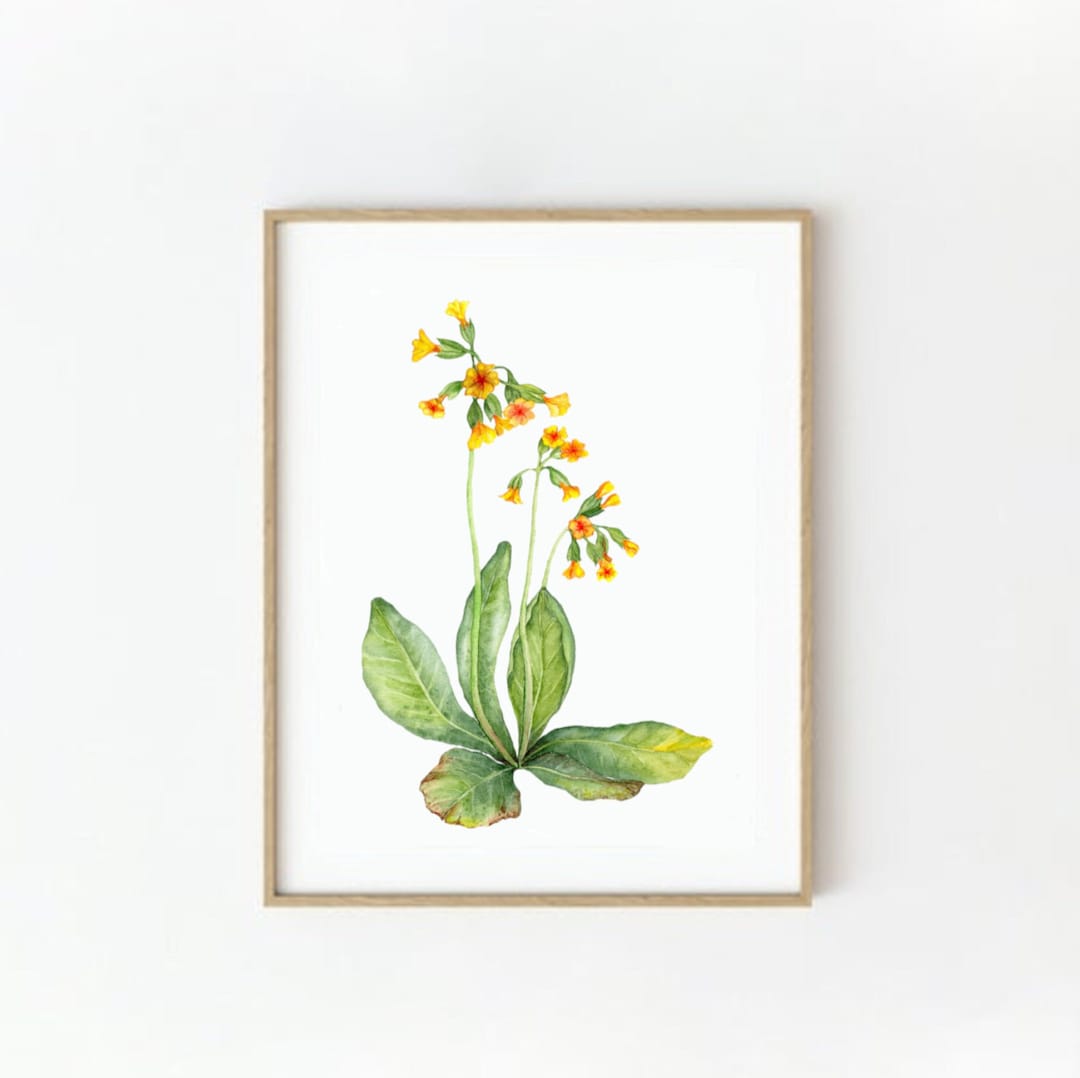 Original Watercolor Painting Cowslip Plant, Unique Watercolor Wild ...