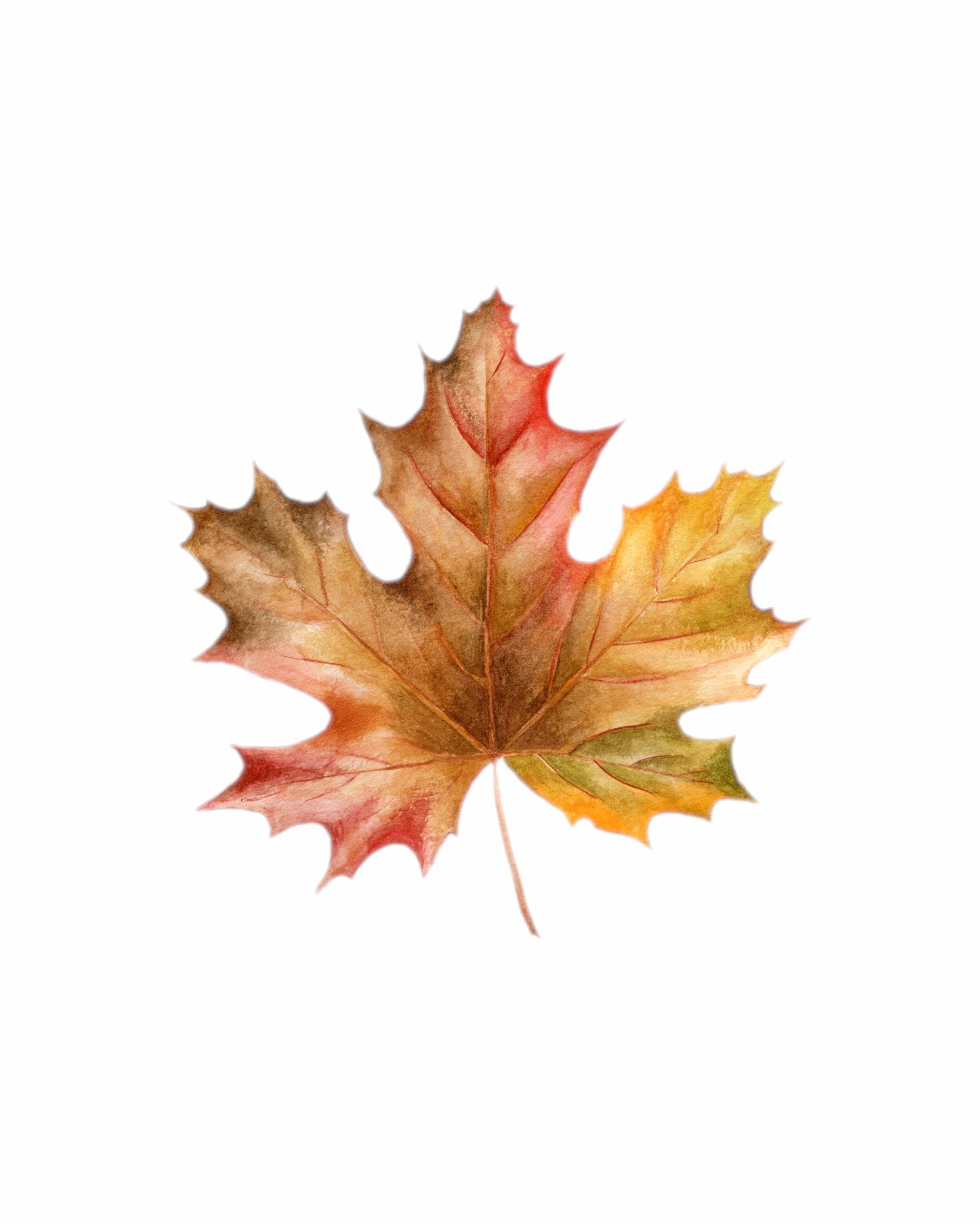 Original Watercolor Painting Maple Leaf, Purple Maple Leaf Home Decor ...