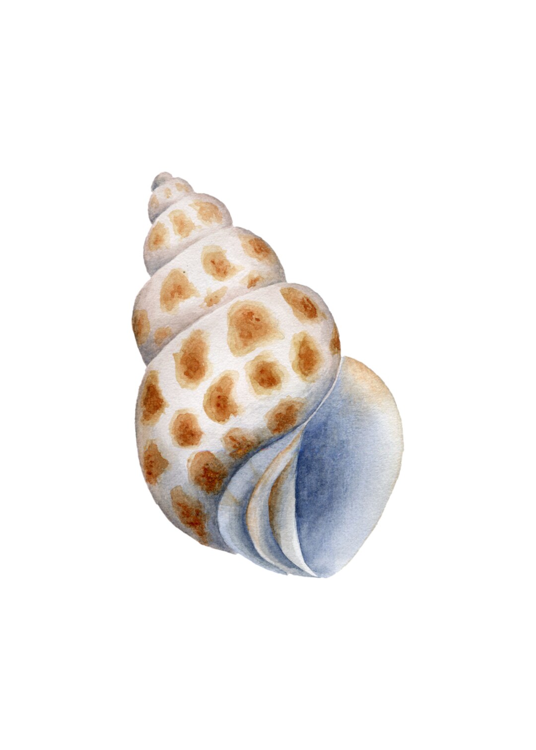 Unique Original Watercolor Painting Sea Shell, Costal Wall Art Decor ...