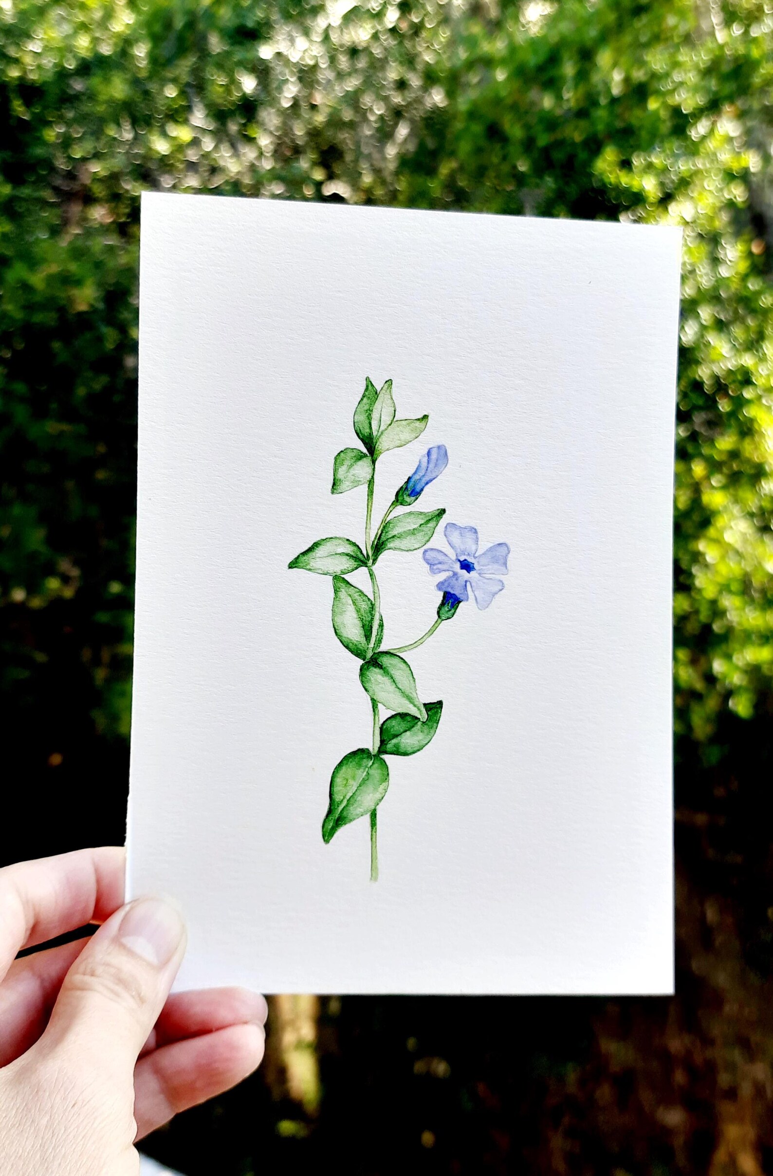 Unique Original Watercolor Painting Periwinkle, Violet-purple Flower ...