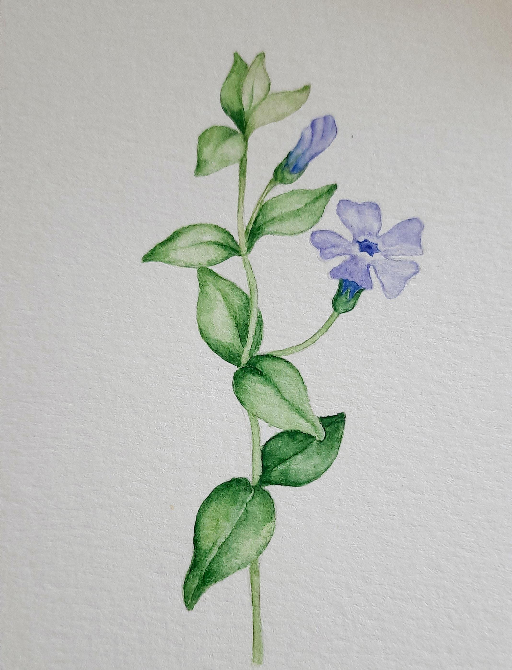Unique Original Watercolor Painting Periwinkle, Violet-purple Flower ...