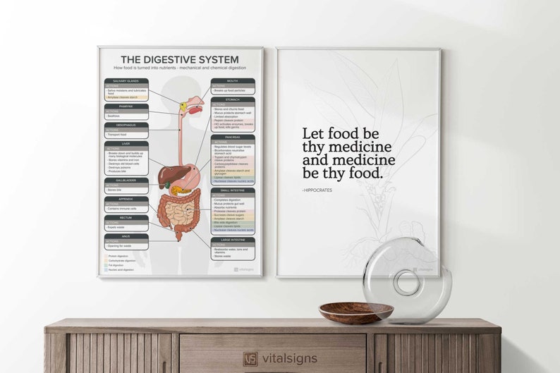 Digital Download - the Digestive System - Mechanical and Chemical ...